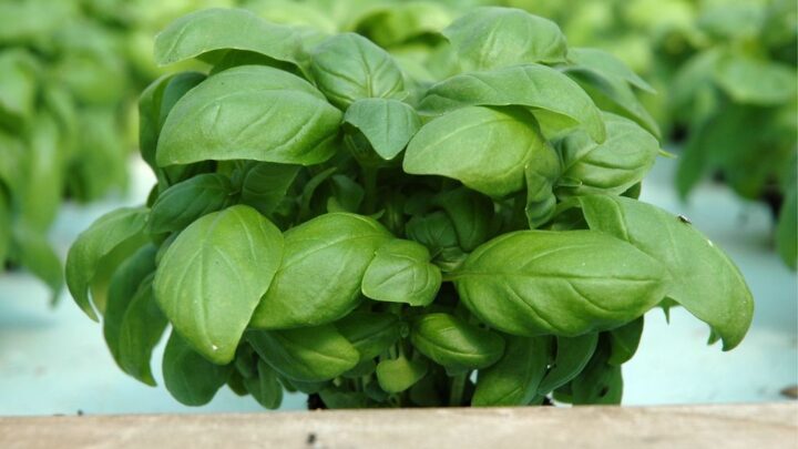 5 Tips For Growing Hydroponic Basil At Home - The Green Garden Life
