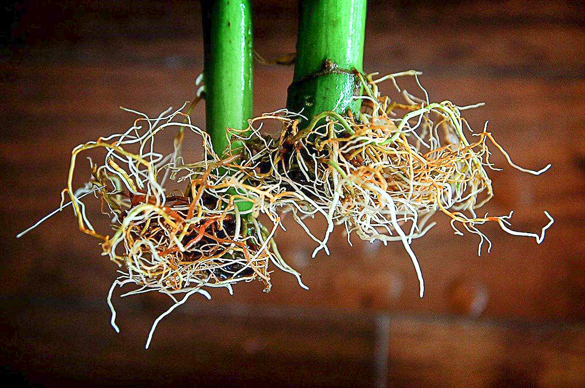 How To Set Up A Hydroponic Vegetable Garden At Home