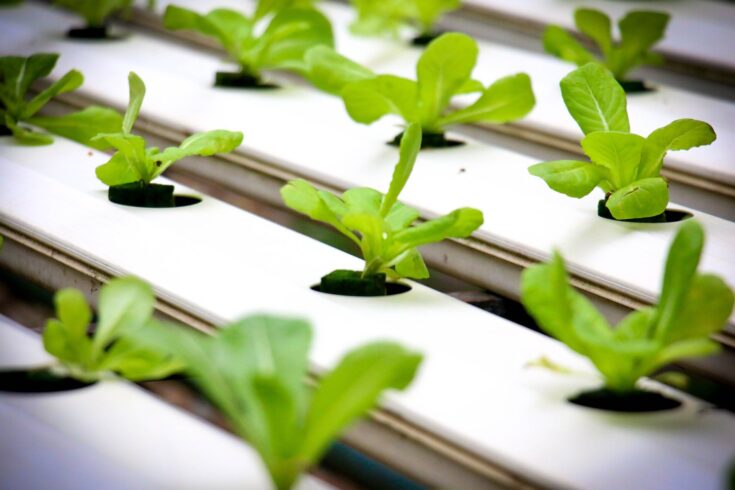 Successful Hydroponic Drip Systems For Home Gardening