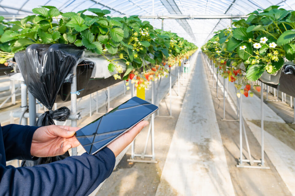 Best Greenhouse Temperature Controller - The Green Garden Life
